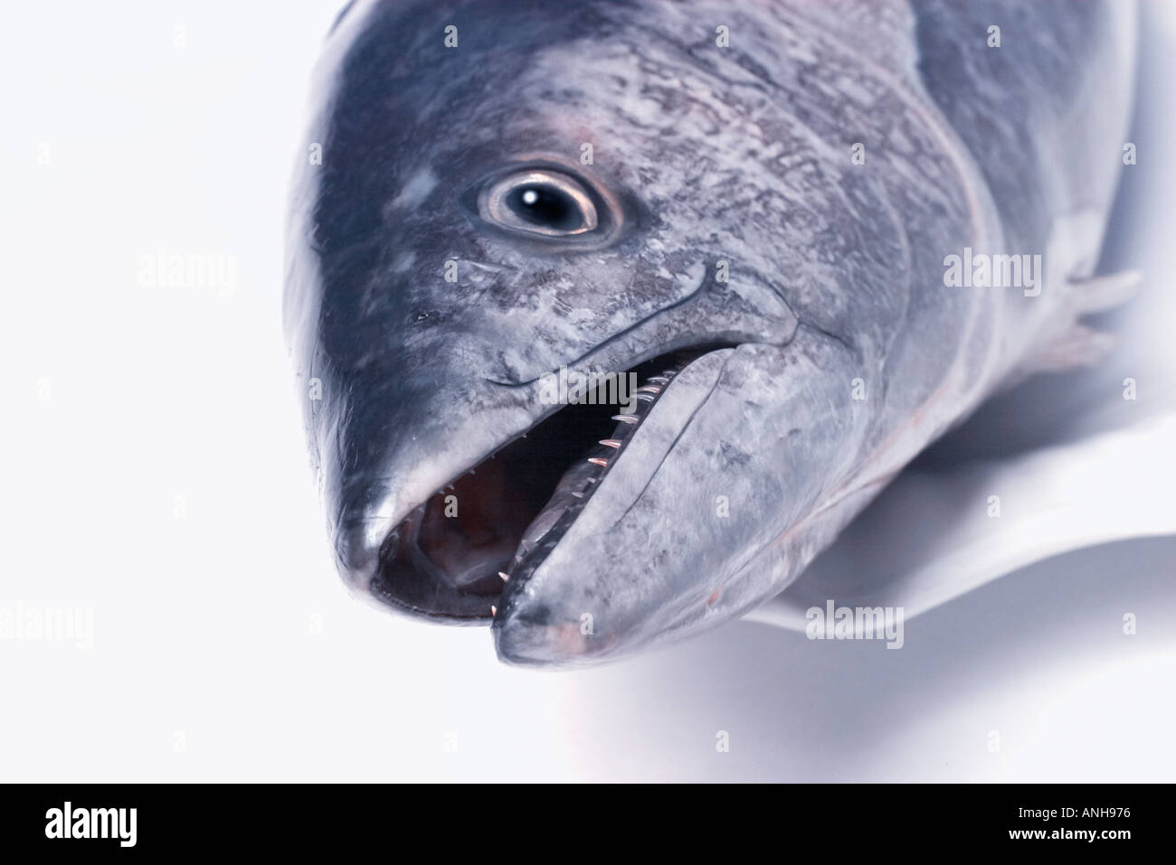 Tuna fish heads hi-res stock photography and images - Alamy