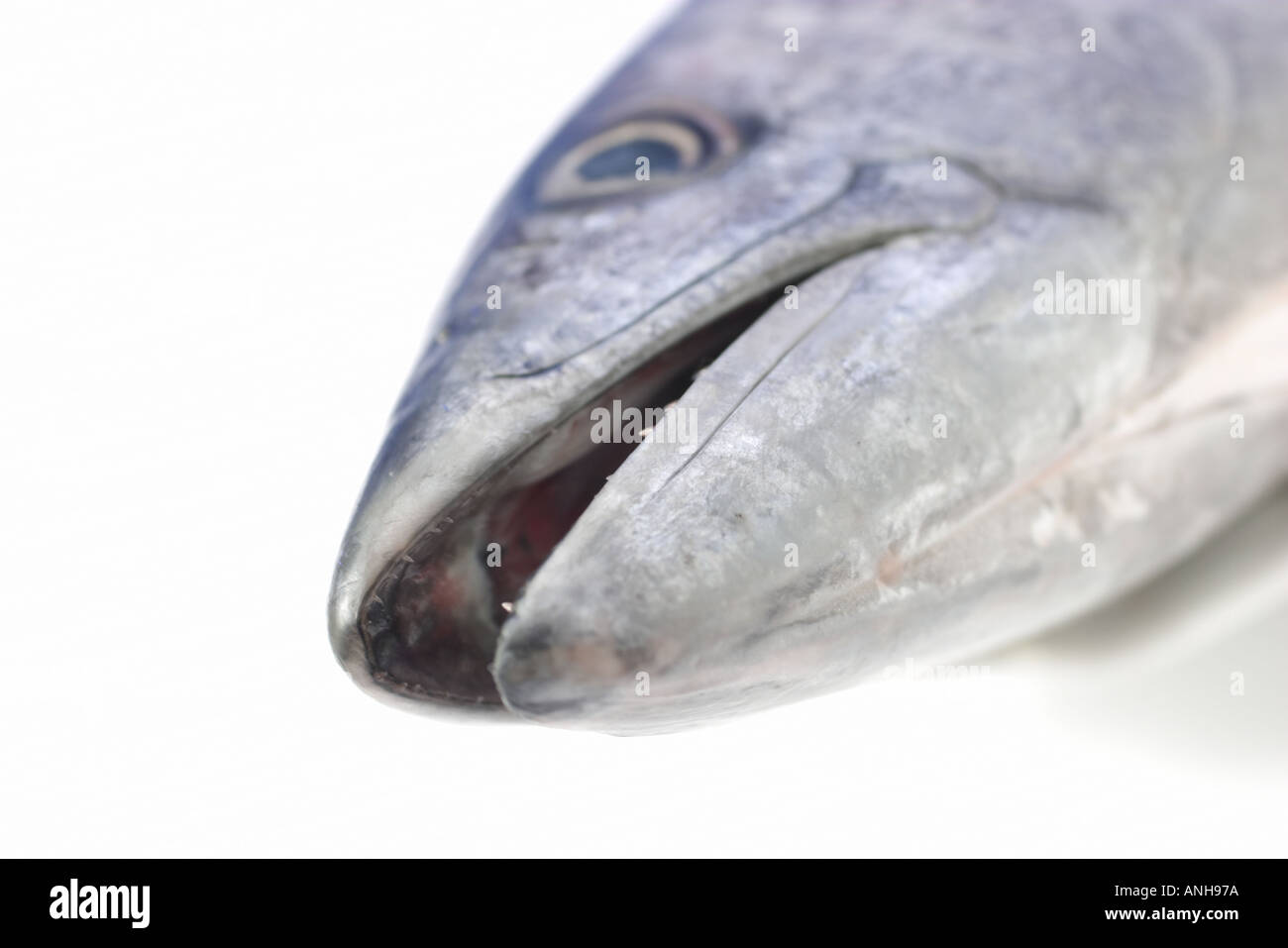 Tuna Fish Heads High Resolution Stock Photography and Images - Alamy