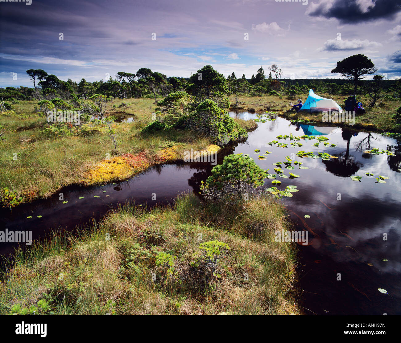 Muskeg High Resolution Stock Photography and Images - Alamy