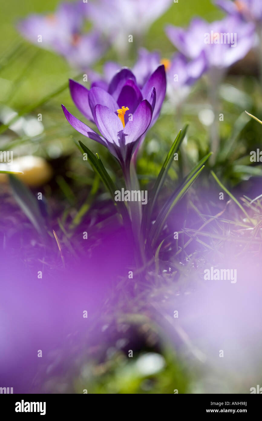 Lilac crocus blossoms on a meadow Stock Photo - Alamy