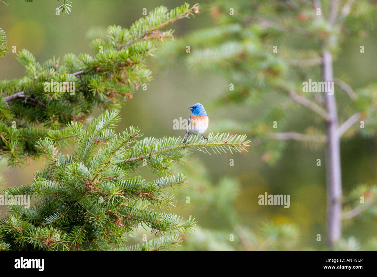 Eastern Bluebird in the Junction Area, British Columbia, Canada Stock ...