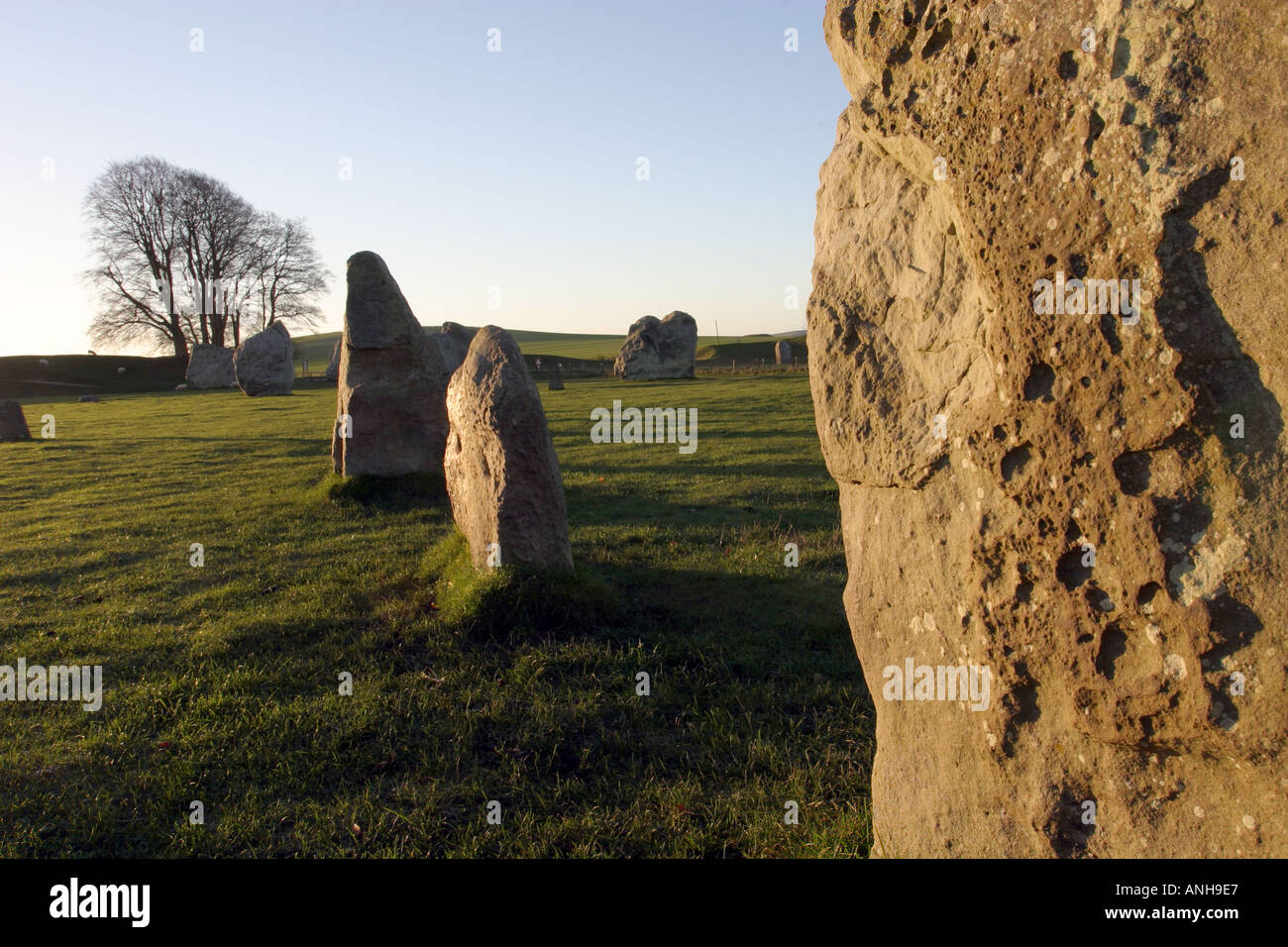 Secular plants hi-res stock photography and images - Alamy