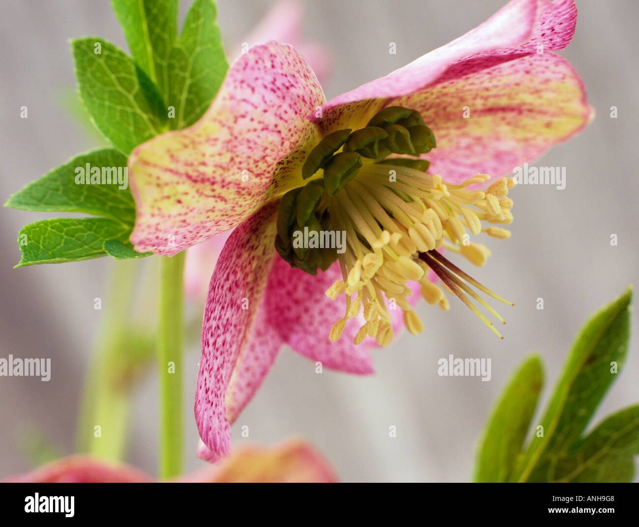 FLOWER of LENTEN ROSE Helleborus x hybridus pink form in close up ...