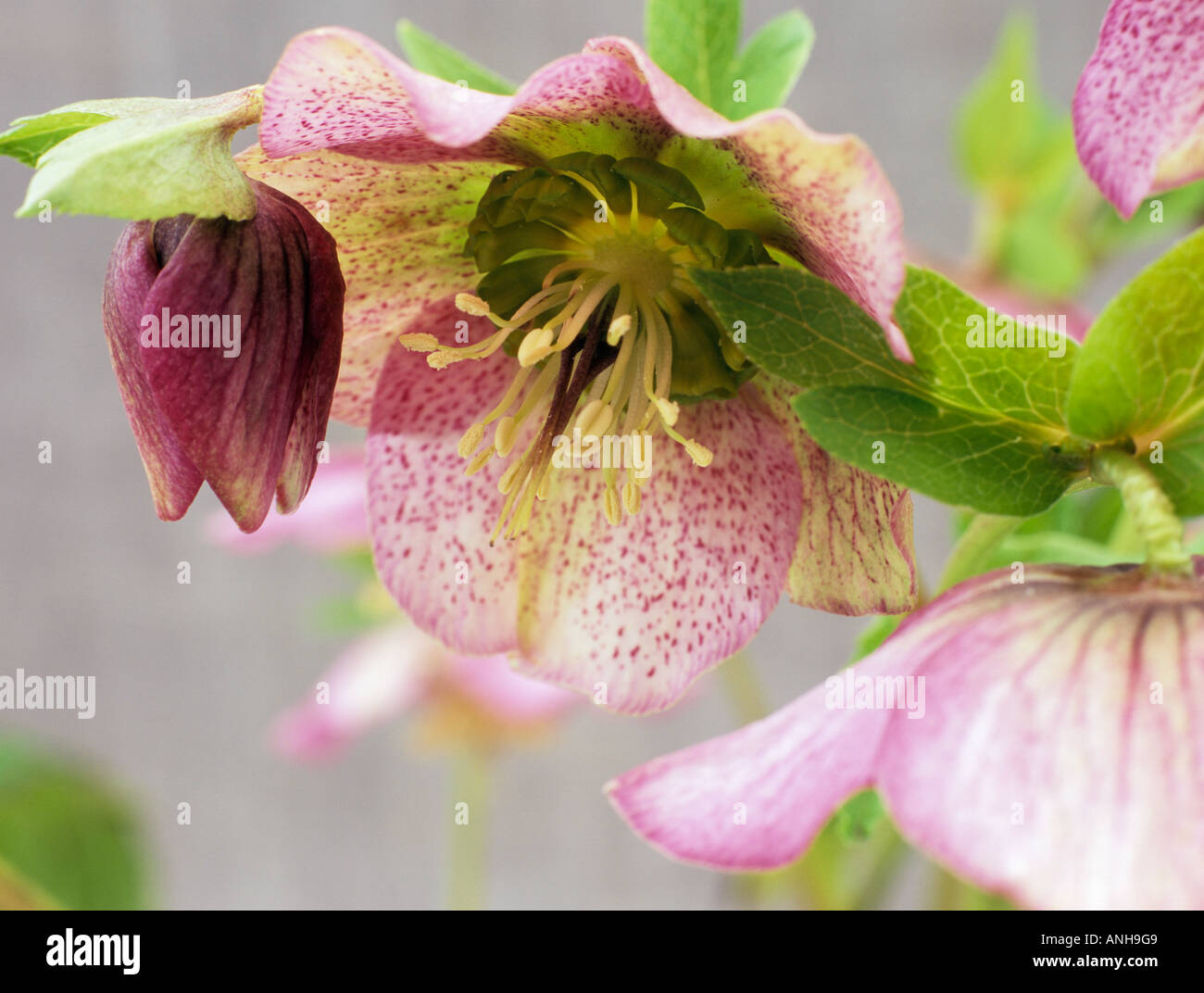 FLOWERS of LENTEN ROSE Helleborus x hybridus pink form in close up ...