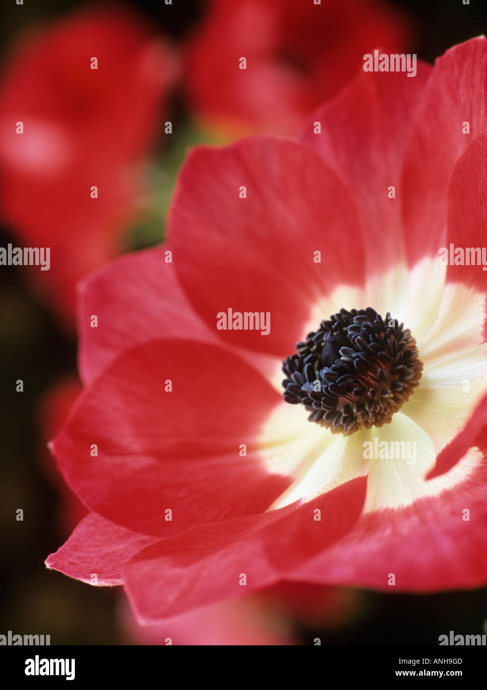 RED ANEMONE Coronaria side view of single flower in close up against ...