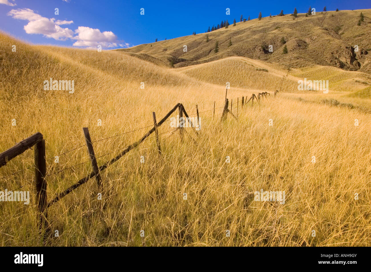 Junction Sheep Area, British Columbia, Canada Stock Photo - Alamy