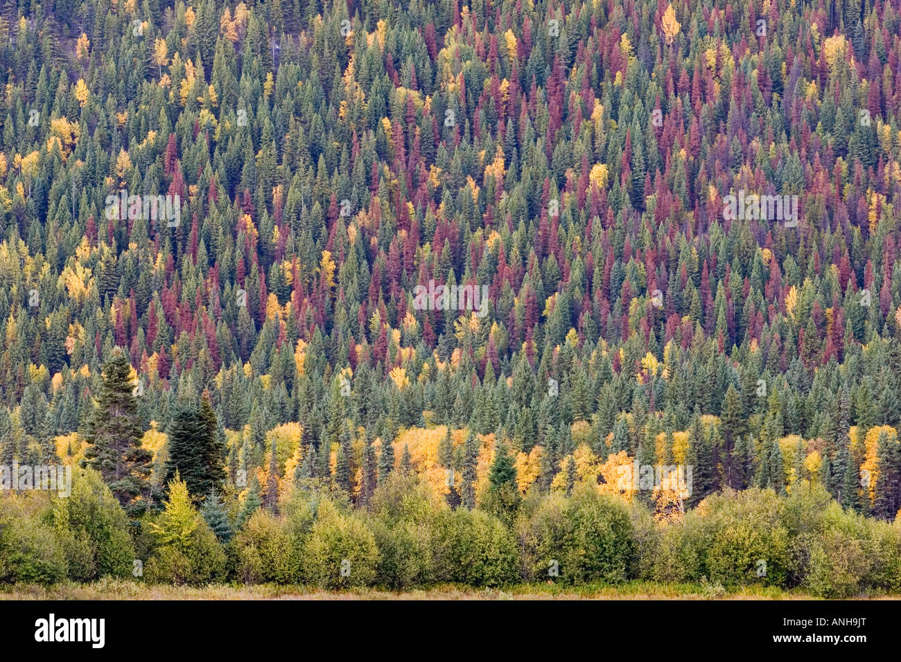 Bowron Lake Provincial Park, British Columbia, Canada Stock Photo - Alamy