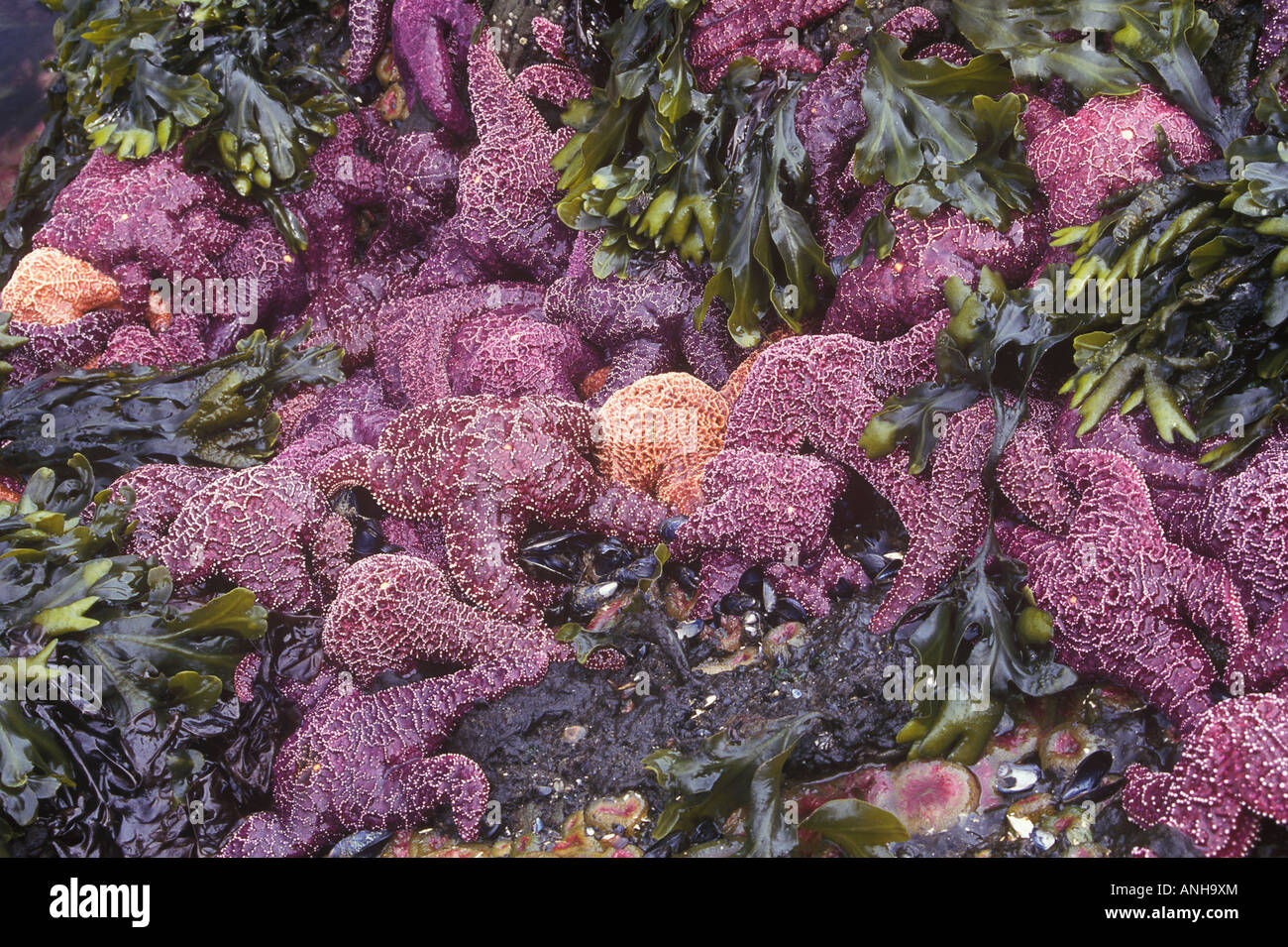 Purple and Ochre sea stars in the inter tidal zone, British Columbia ...