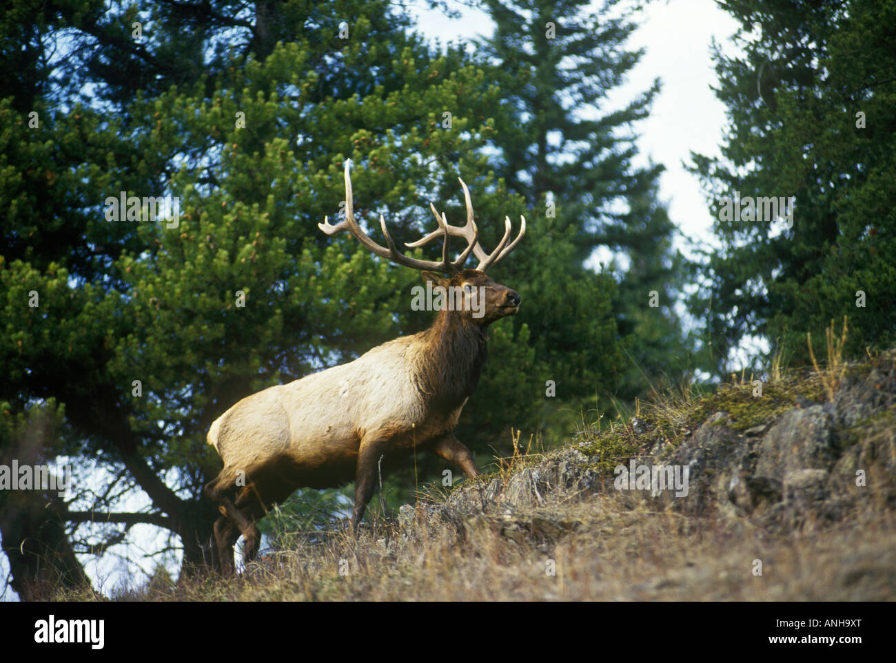 Bull Elk, British Columbia, Canada Stock Photo - Alamy