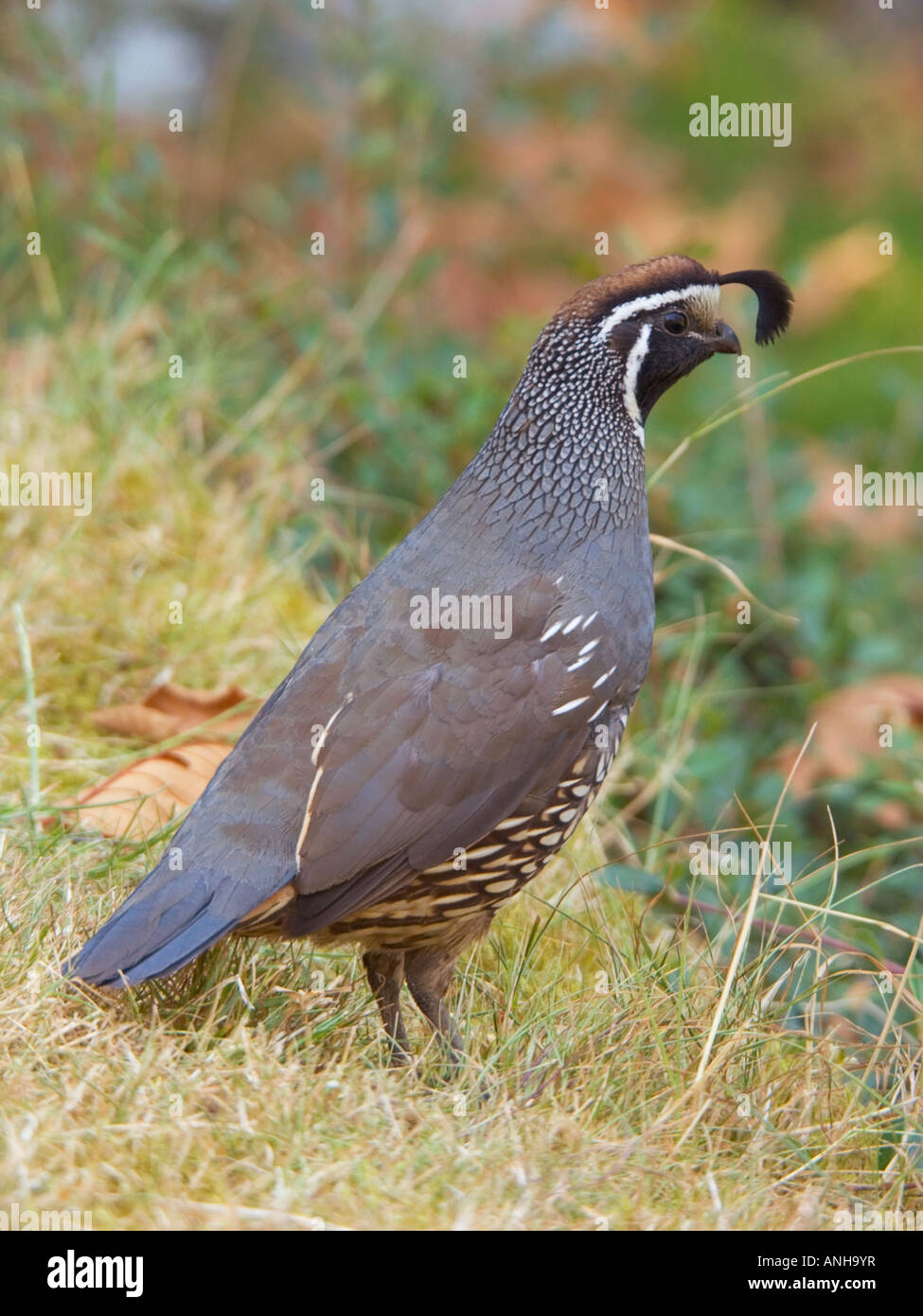 California Quail (Callipepla californica), British Columbia, Canada ...