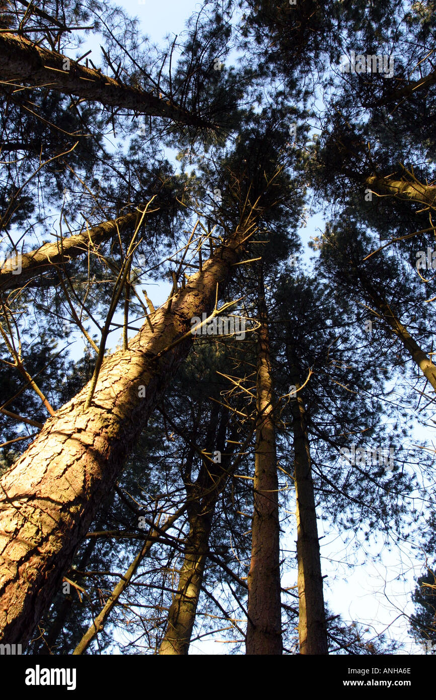 Tall slender pine trees in hi-res stock photography and images - Alamy