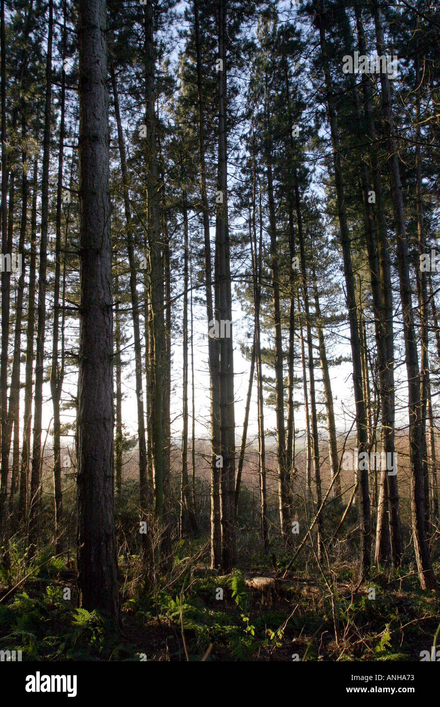 Tall and slender pine trees in the woods Stock Photo - Alamy