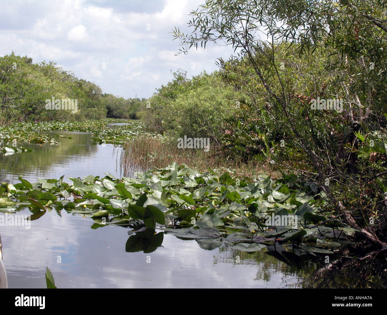 Florida Everglades near Miami Florida Rich biodiversity wilderness area ...