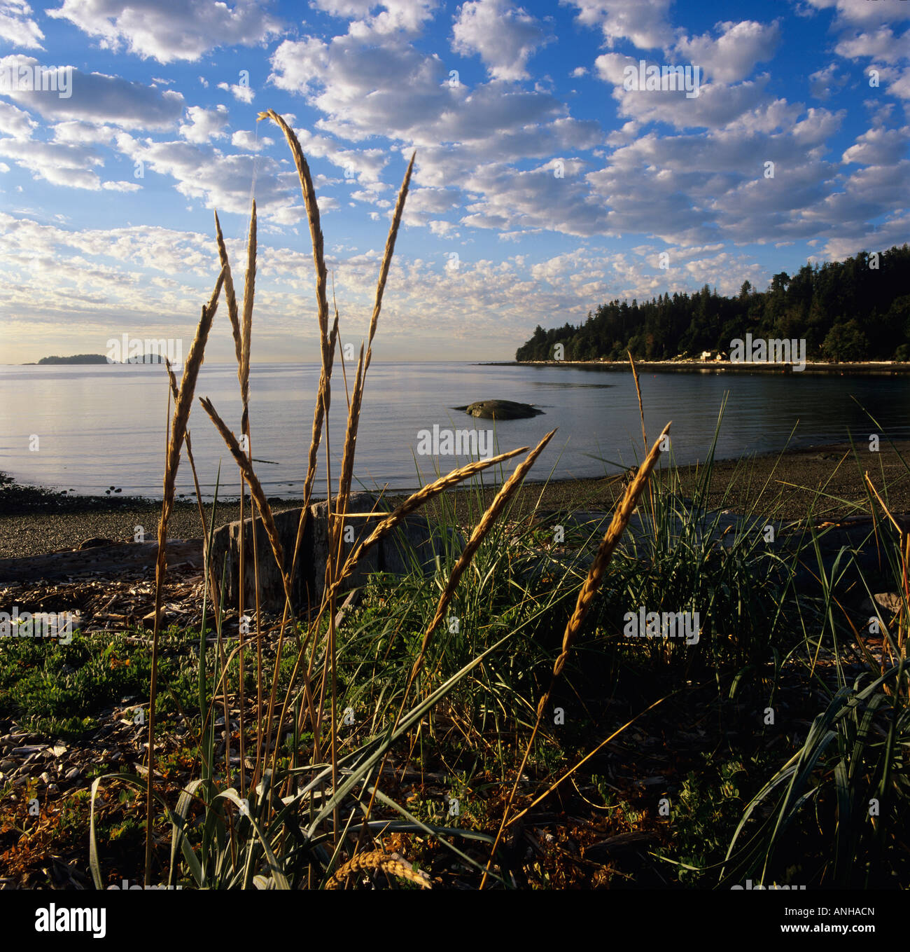 Grasses in the morning, Sargeants Bay, Sechelt Peninsula, British ...