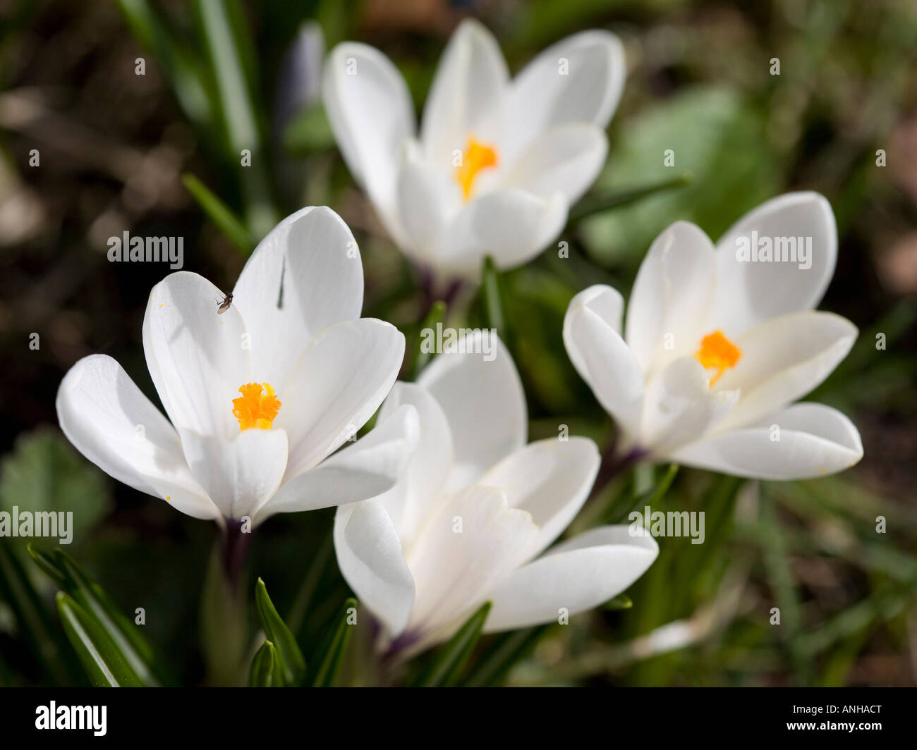 White crocus blossoms Stock Photo - Alamy