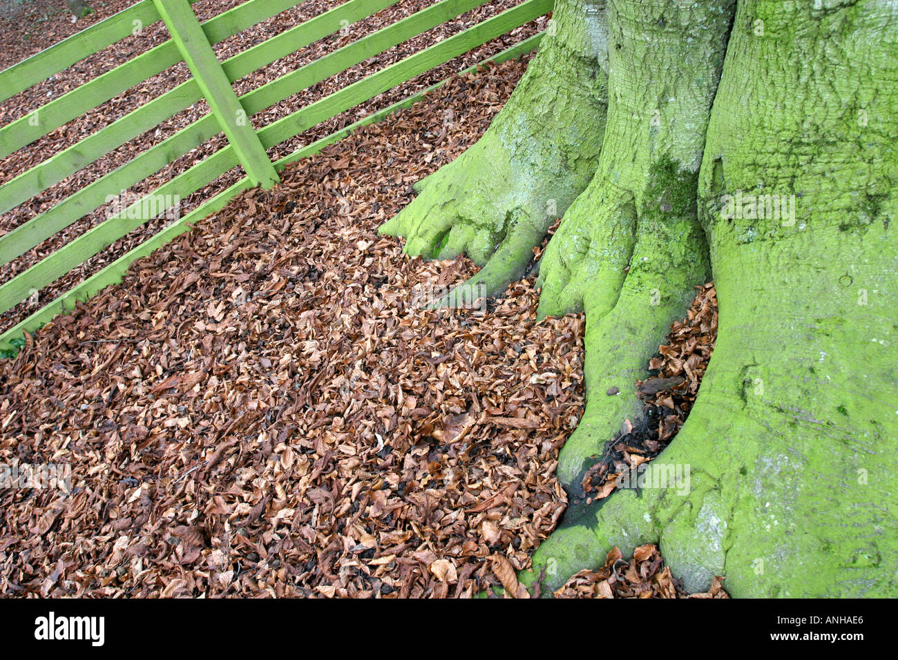 A distinctive green mould on both tree bark and boundary fence Stock ...