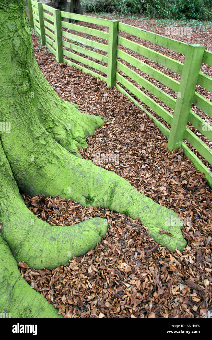 A distinctive green mould on both tree bark and boundary fence Stock ...