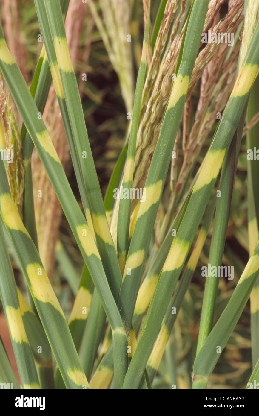 Miscanthus sinensis 'Zebrinus' (Zebra grass) Close up of blades of ...