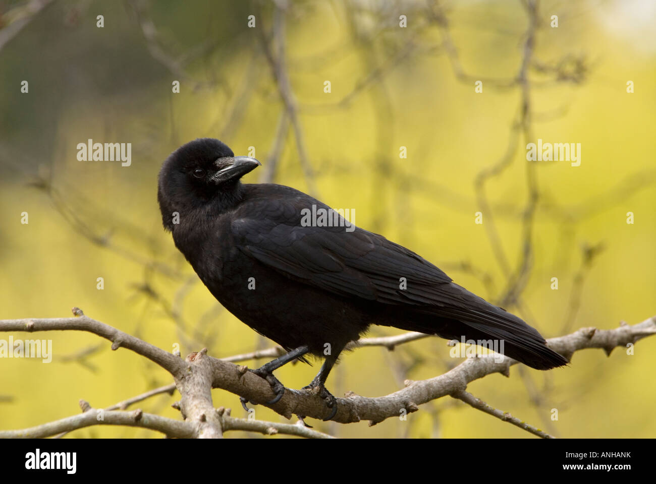 A Northwestern Crow, British Columbia, Canada Stock Photo - Alamy