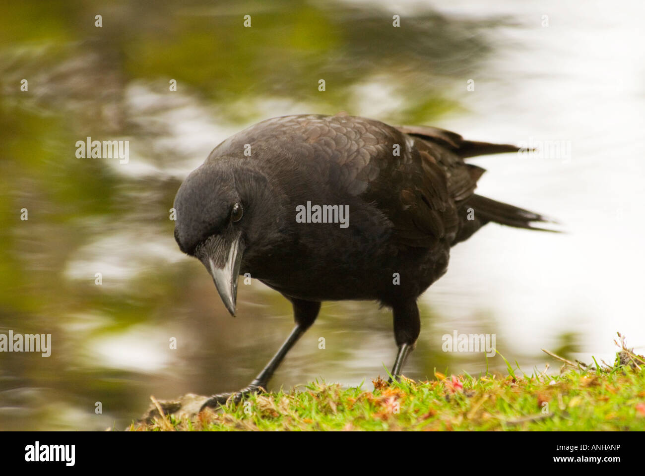 A Northwestern Crow, British Columbia, Canada Stock Photo - Alamy
