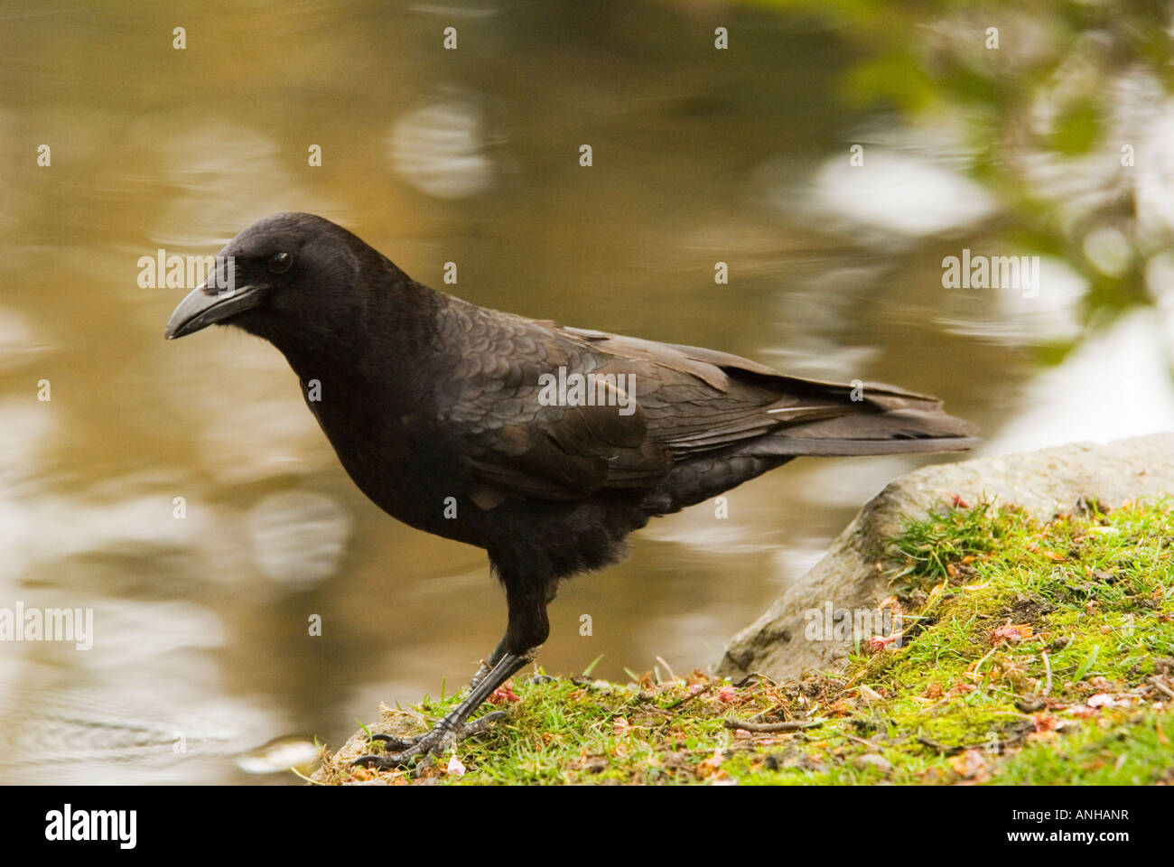 A Northwestern Crow, British Columbia, Canada Stock Photo - Alamy