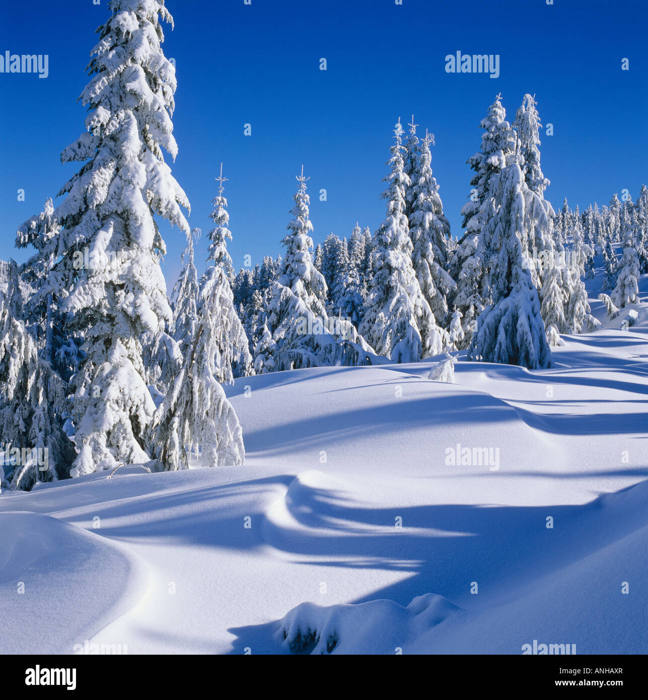 Mount Elphinstone, near Gibsons, Sunshine Coast, British columbia ...