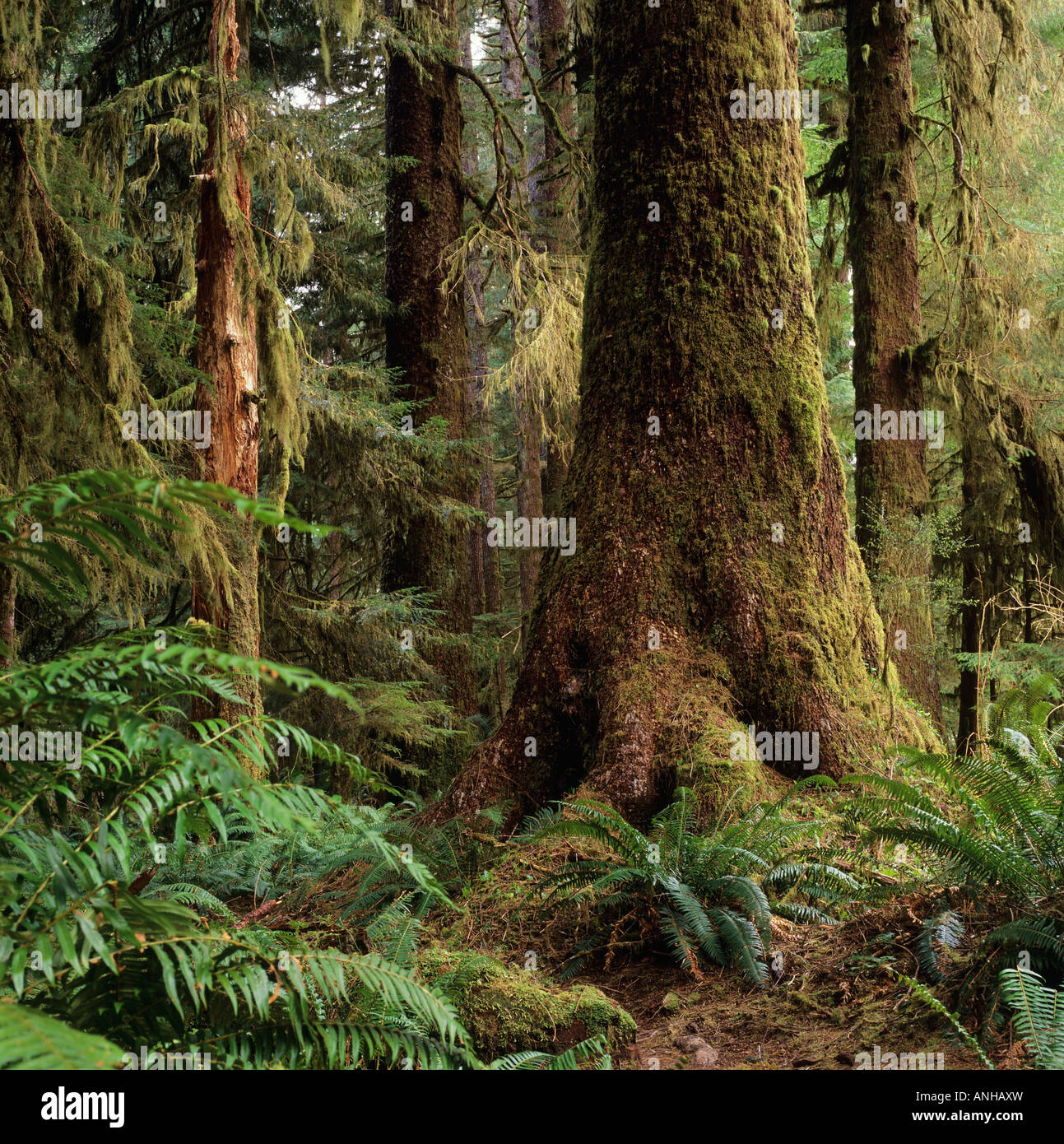 Western Hemlock, Carmanah Provincial Park, Vancouver Island, British ...