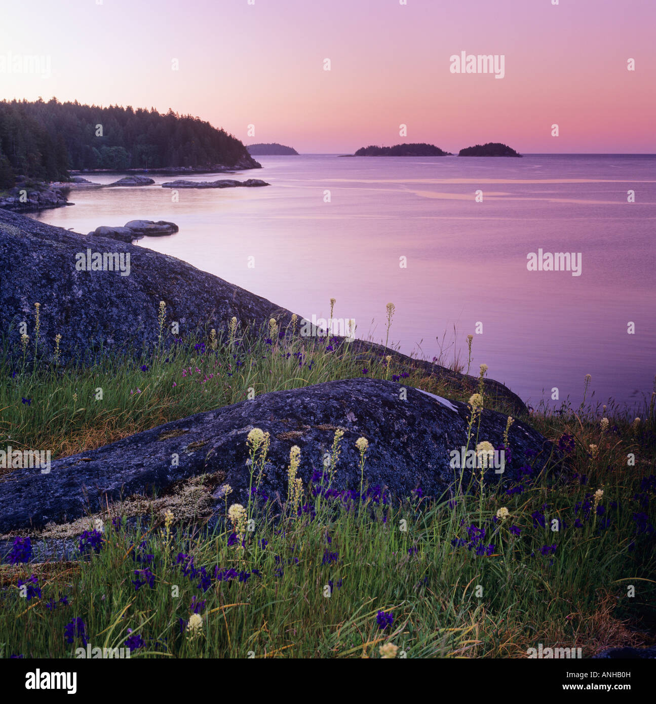 Spring wildflowers, sunrise at Sargeants Bay, Sechelt Peninsula ...