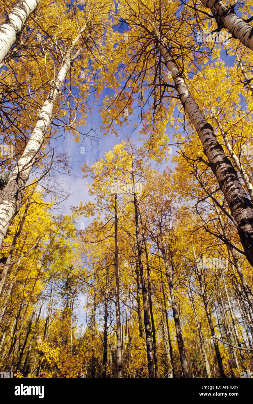 Fall colors, central interior, British Columbia, Canada Stock Photo - Alamy