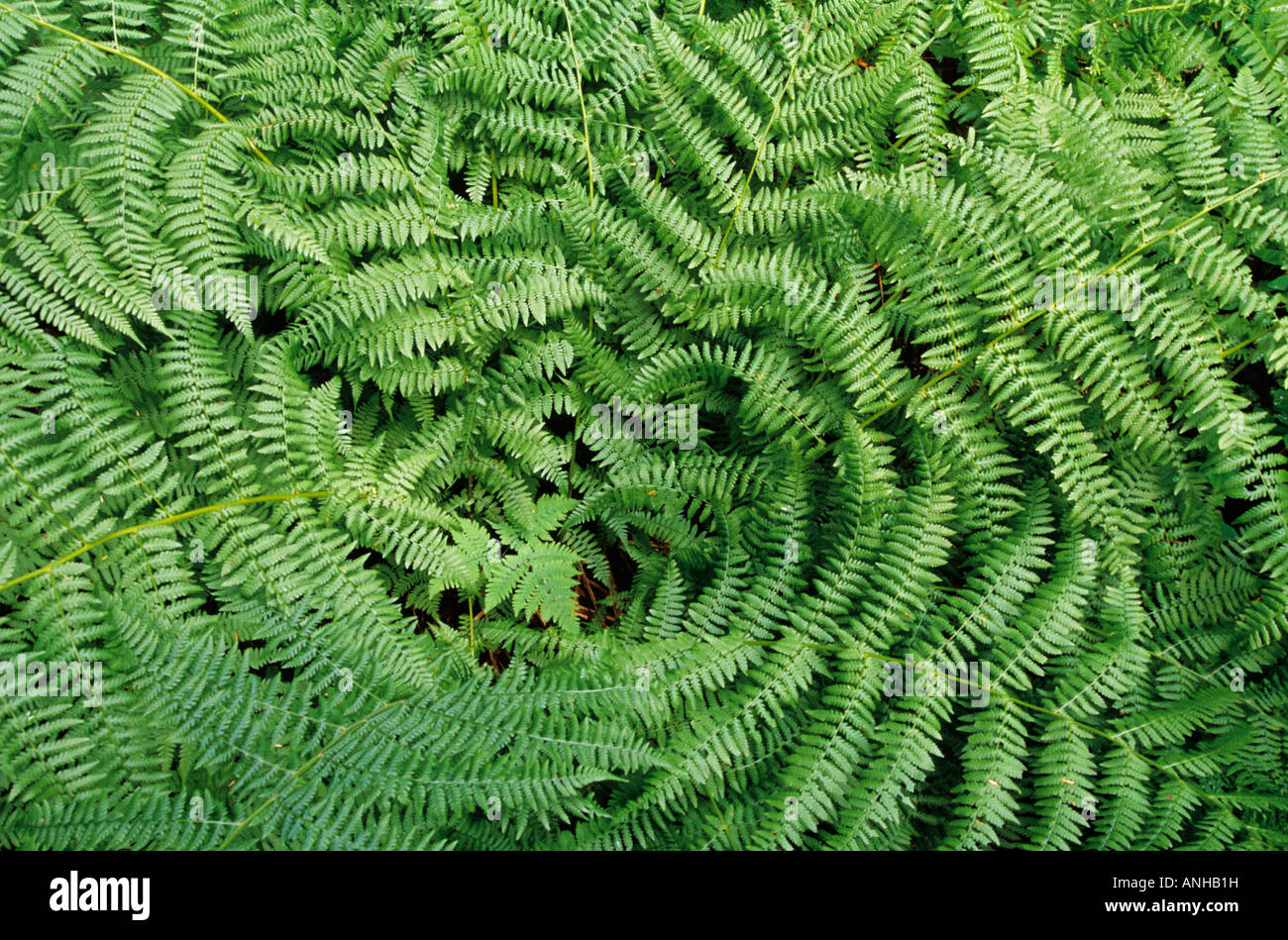 British ferns hi-res stock photography and images - Alamy