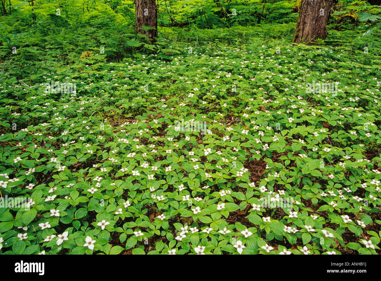 miniture dogwoods or bunchberries, Bowron Lake Provincial Park, British ...