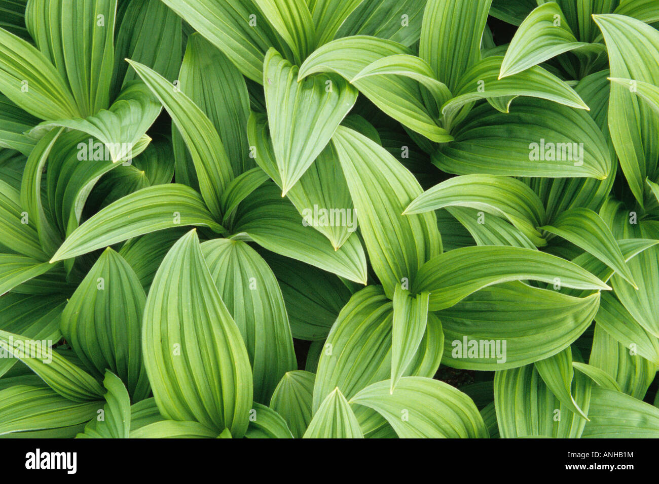 Indian hellebore hi-res stock photography and images - Alamy
