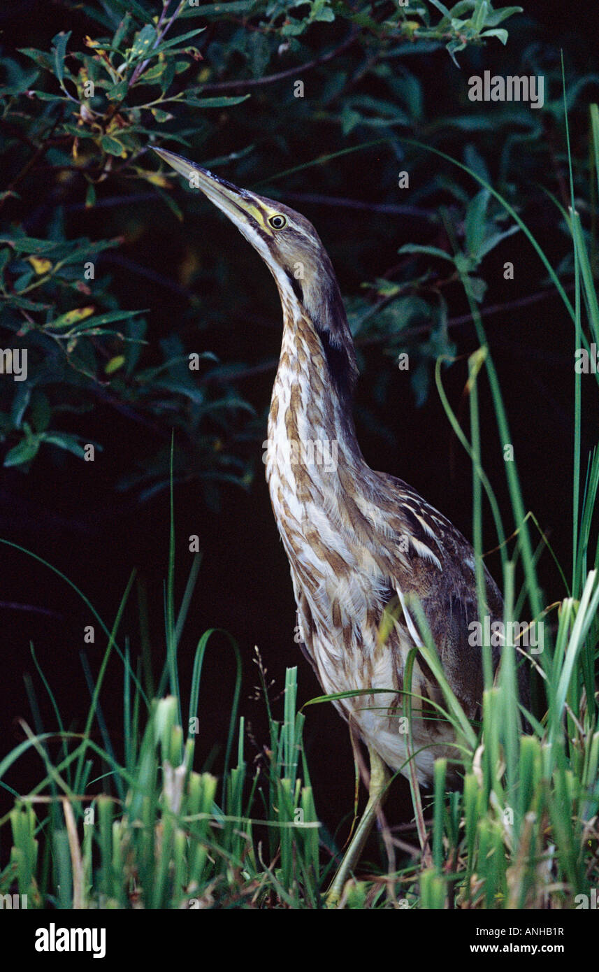 Bittern heron bitterns bird birds hi-res stock photography and images ...