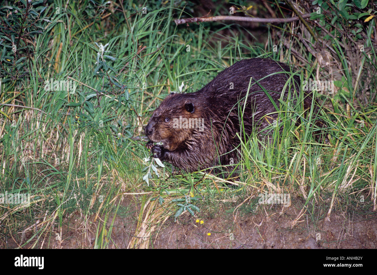 Beaver wetland animal image hi-res stock photography and images - Alamy