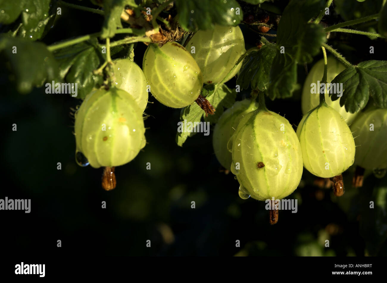 Europe, Germany ,fruit, gooseberry, homegrown, vitamines Stock Photo ...