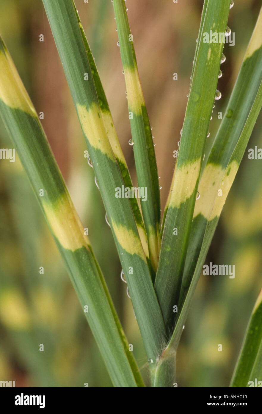 Miscanthus sinensis 'Zebrinus' (Zebra grass) Close up of blades of ...