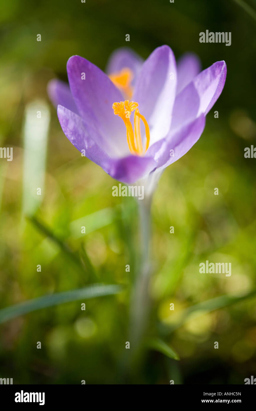 Lilac crocus blossom Stock Photo - Alamy