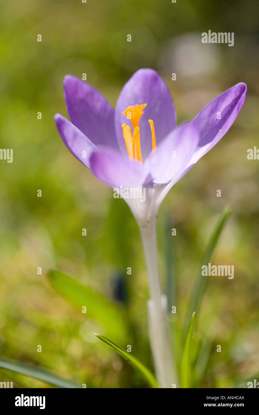Lilac crocus blossom Stock Photo - Alamy