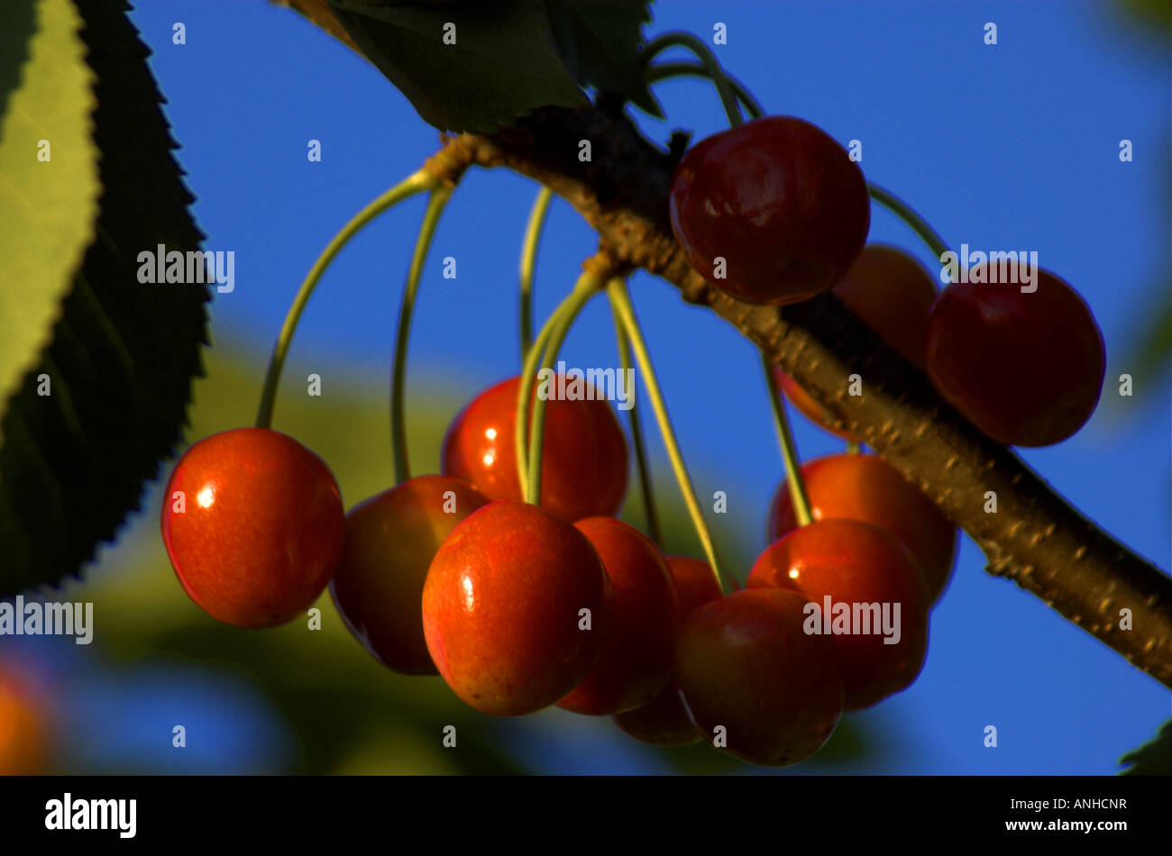 red sweet cherry Stock Photo - Alamy
