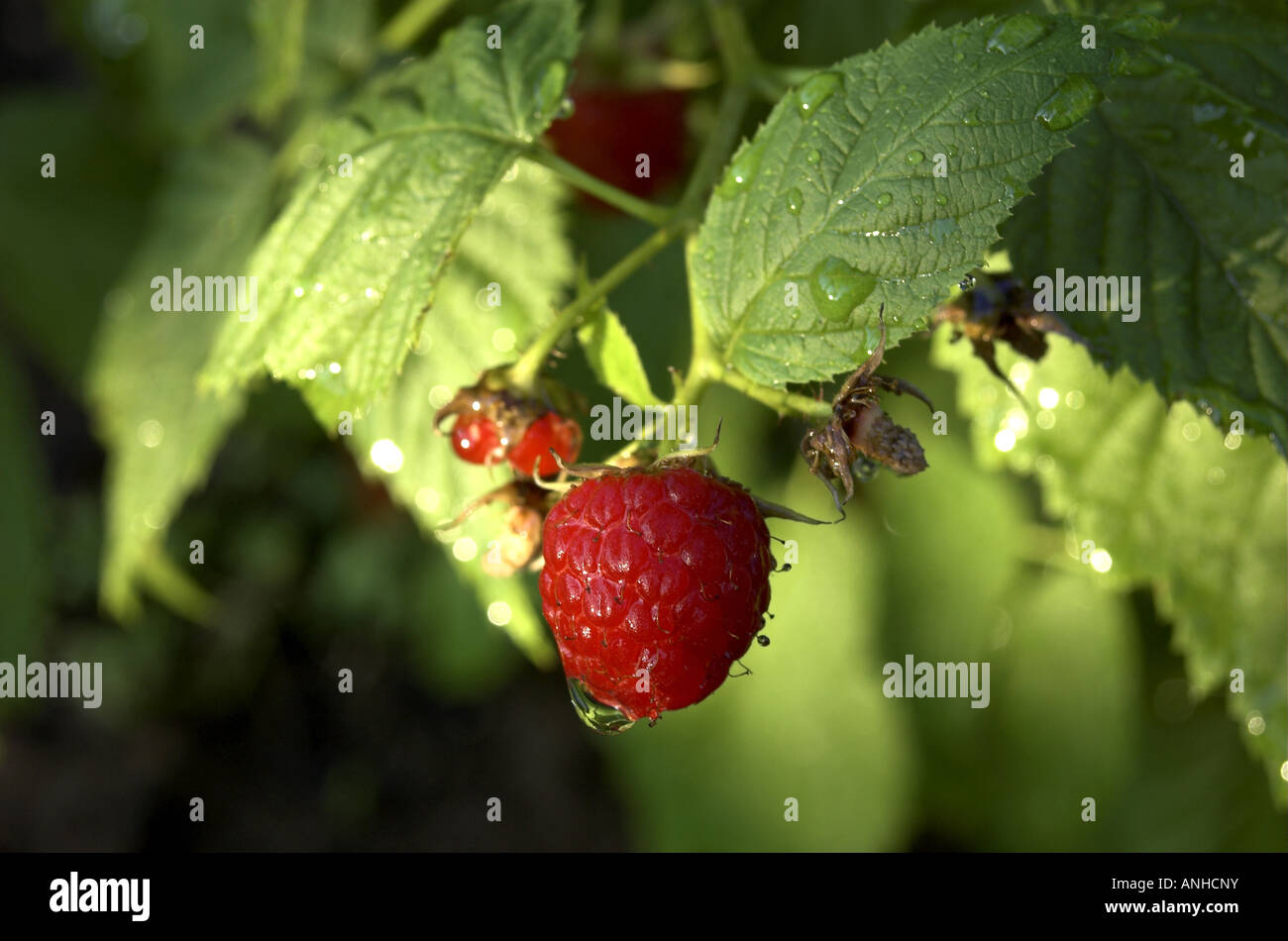 German garden, Germany fruit ,strawberry Stock Photo - Alamy