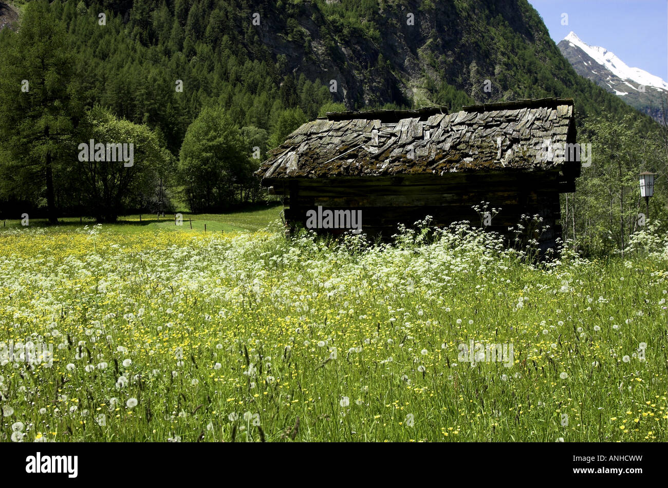 old barn in a flower field Stock Photo - Alamy