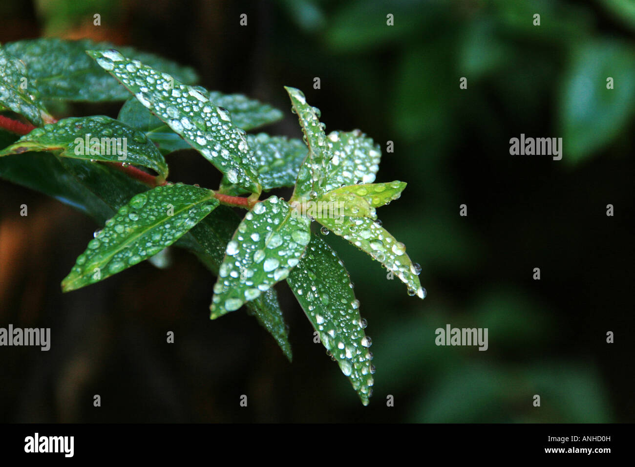 Water Droplets on a Hypericum Shrub Stock Photo - Alamy
