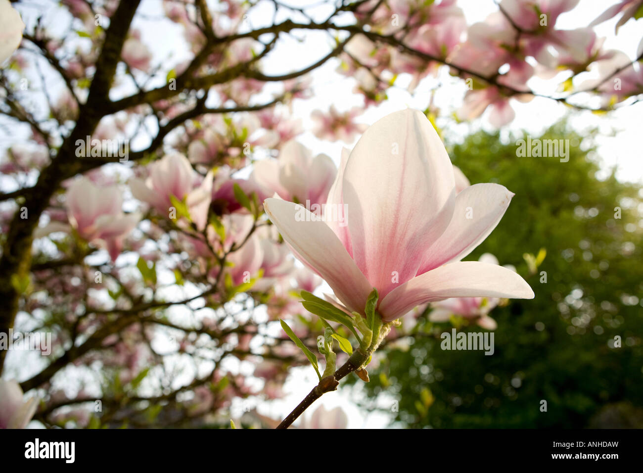 A magnolia tree in bloom Stock Photo - Alamy