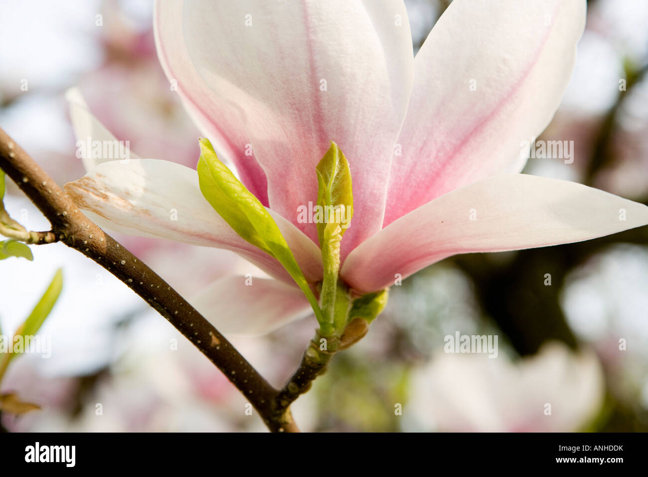 A magnolia blossom Stock Photo - Alamy