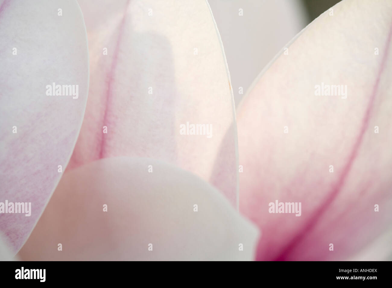 Lilac and magnolia trees hi-res stock photography and images - Alamy