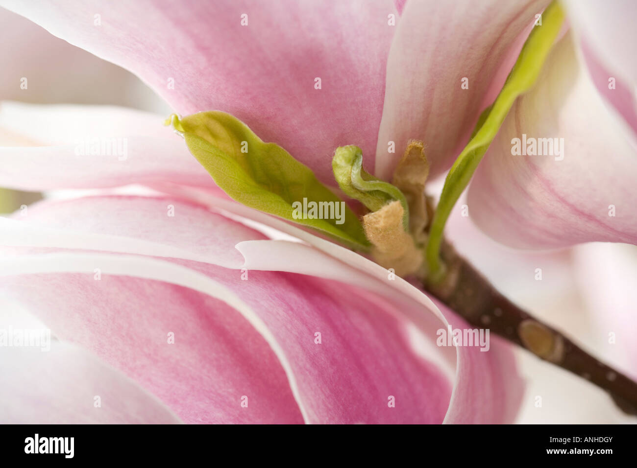 Lilac and magnolia trees hi-res stock photography and images - Alamy