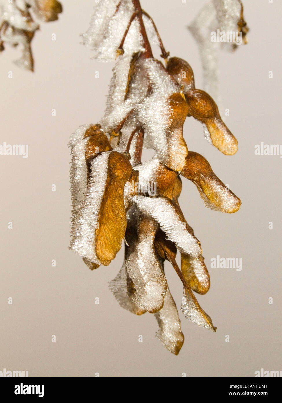 Photograph of Sycamore seed pods covered in freezing fog with a ...