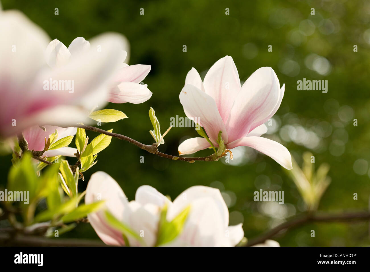 Lilac and magnolia trees hi-res stock photography and images - Alamy