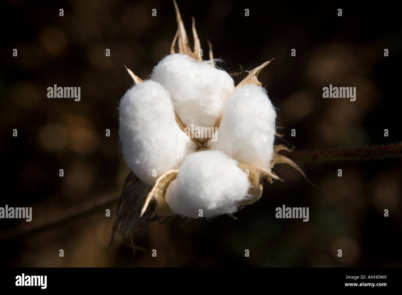 Fairtrade cotton Mali Stock Photo - Alamy
