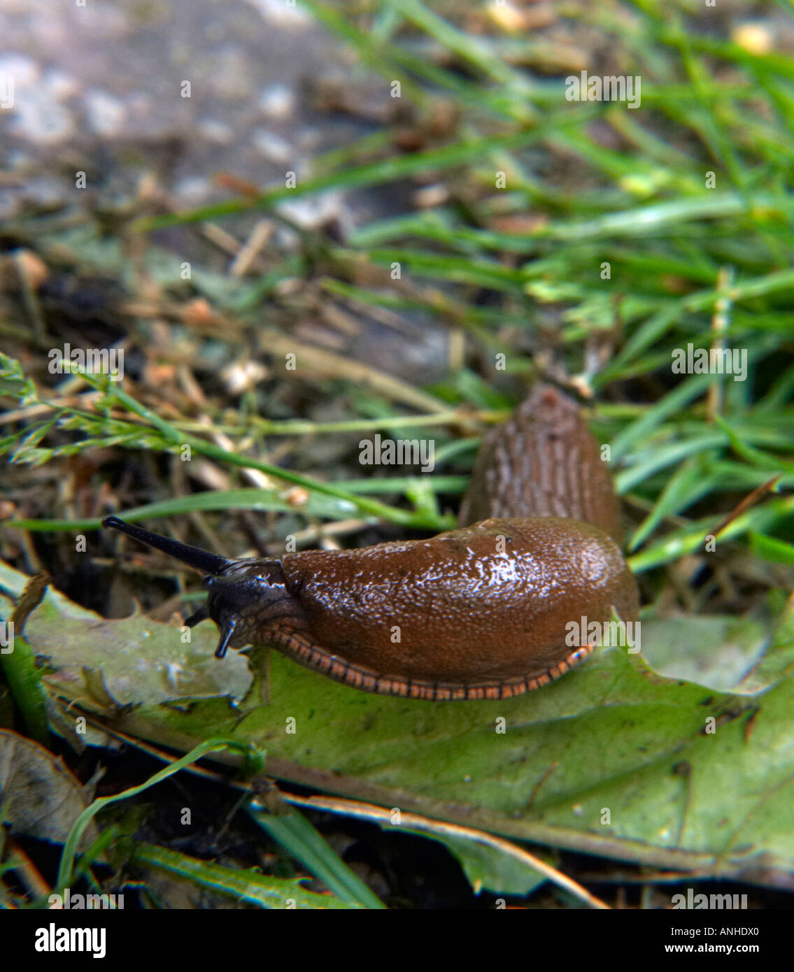 Glupsk hi-res stock photography and images - Alamy